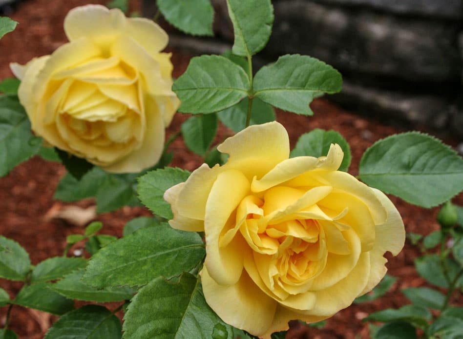 Rose Garden | Norcross Wildlife Foundation