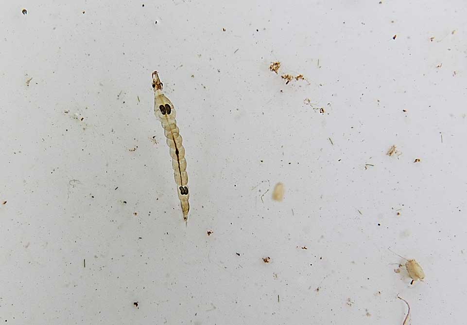 The Phantom of the Pool | Norcross Wildlife Sanctuary & Foundation