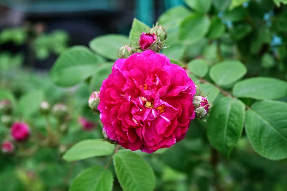 Rose Garden | Norcross Wildlife Sanctuary & Foundation