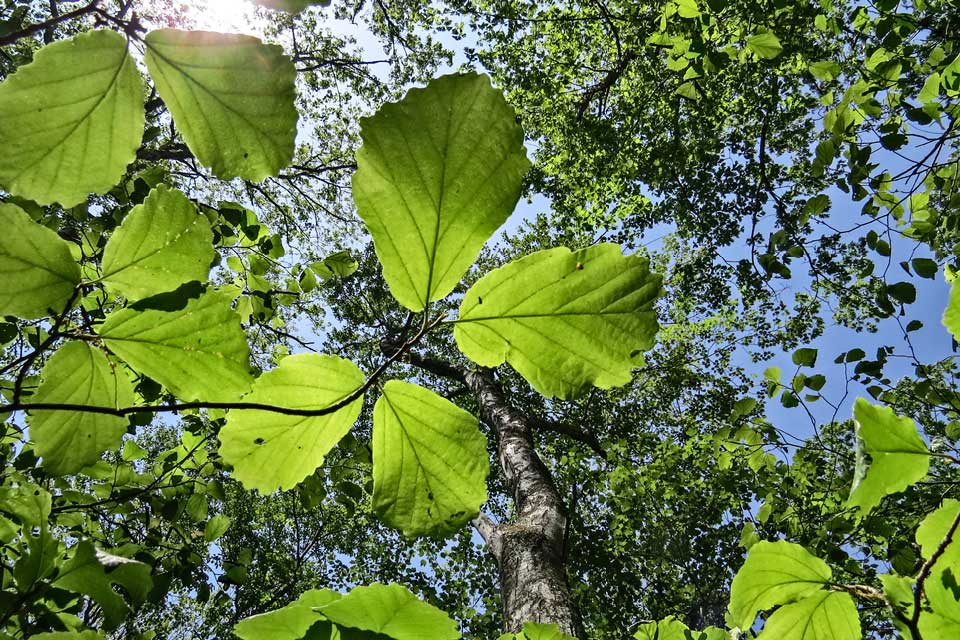 Witch Hazel, you have a lot of gall! | Norcross Wildlife Sanctuary ...