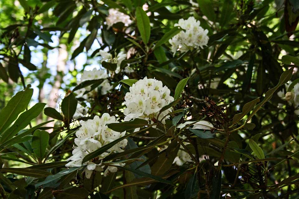 Independence Day | Norcross Wildlife Sanctuary & Foundation