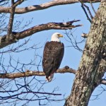 Norcross Wildlife Sanctuary & Foundation