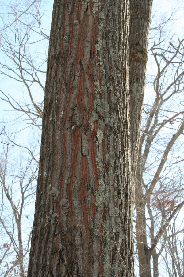 Quirky Quercus | Norcross Wildlife Sanctuary & Foundation
