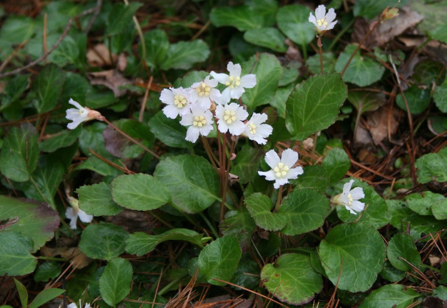 The Story of Oconee Bells | Norcross Wildlife Sanctuary & Foundation