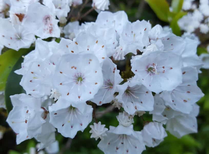 Mountain Laurel | Norcross Wildlife Sanctuary & Foundation