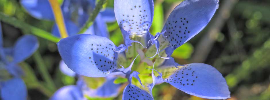 Norcross Wildlife Sanctuary & Foundation