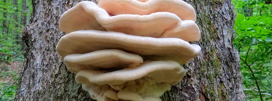 Norcross Wildlife Sanctuary & Foundation