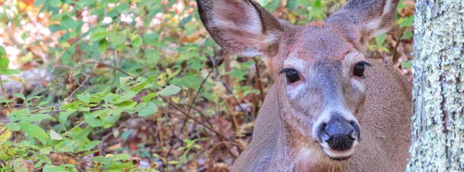 Norcross Wildlife Sanctuary & Foundation