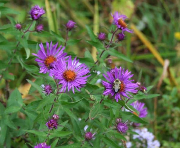 Plants for Pollinators | Norcross Wildlife Sanctuary & Foundation